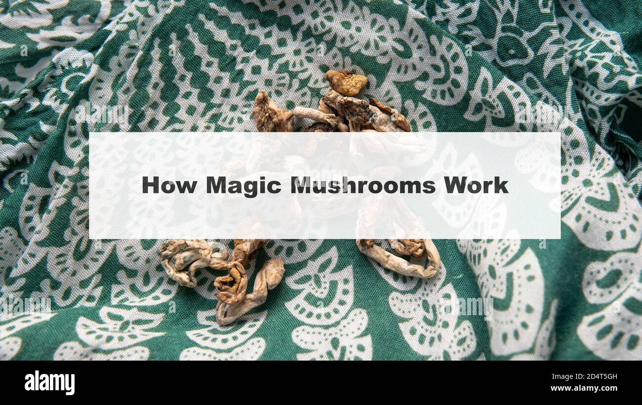 how do magic mushrooms work? the mechanism of psilocybin's action on ...