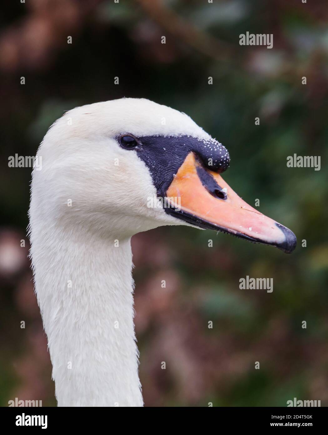 Face of a swan hi-res stock photography and images - Alamy