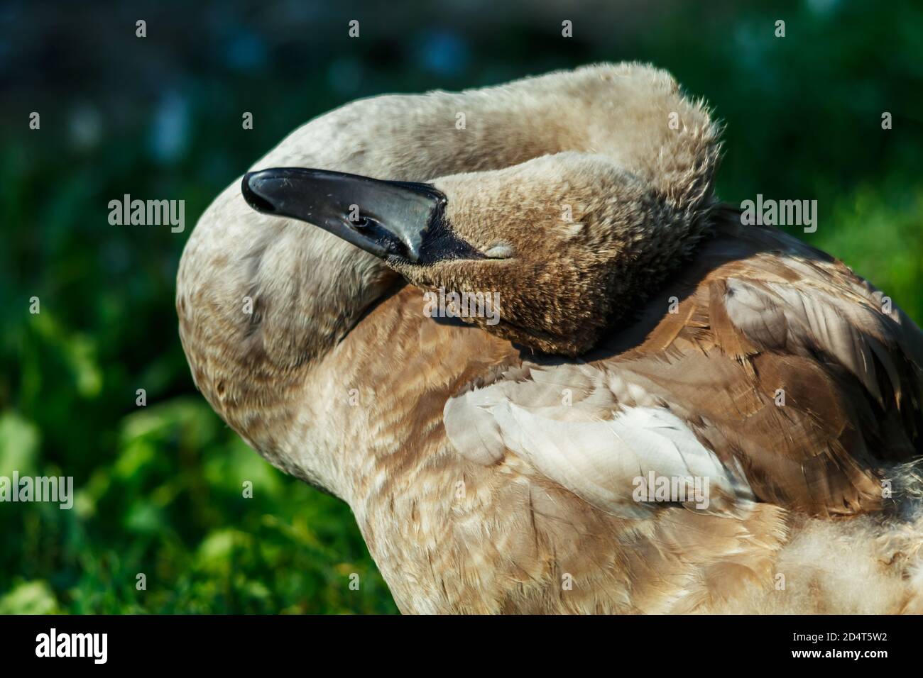 Cygnet color hi-res stock photography and images - Alamy