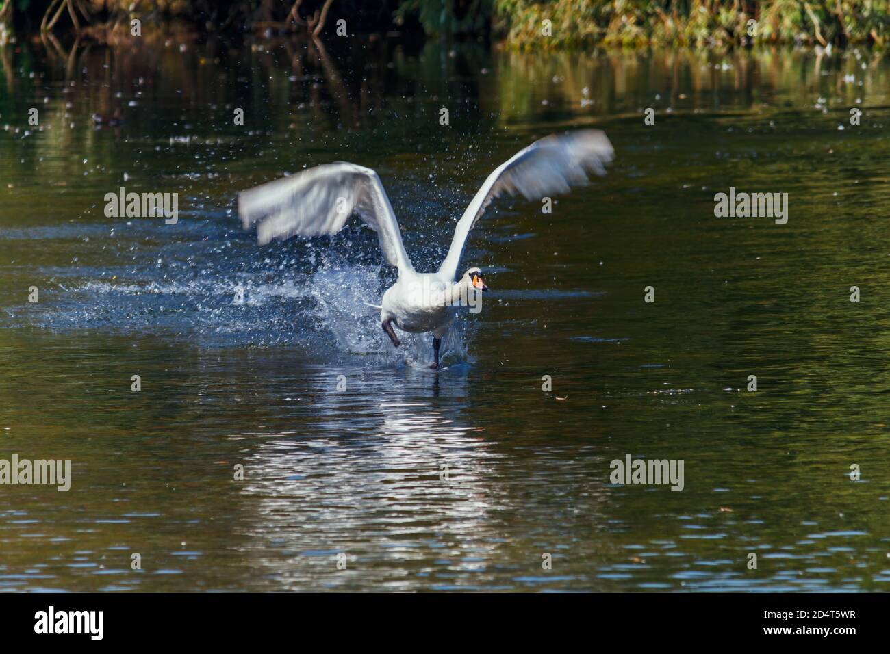 Swan taking off across the lake Stock Photo - Alamy