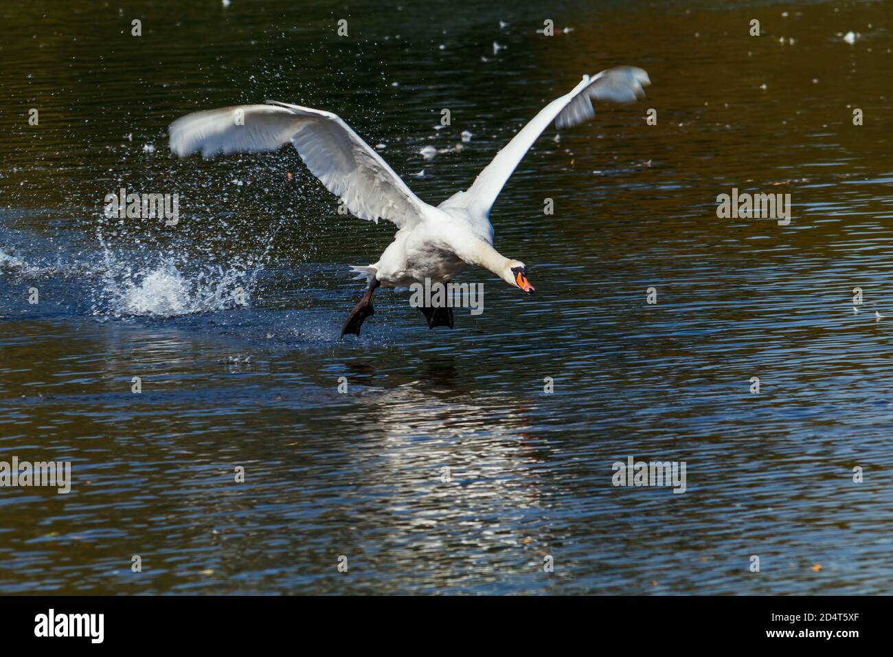 Swan flying across water hi-res stock photography and images - Alamy