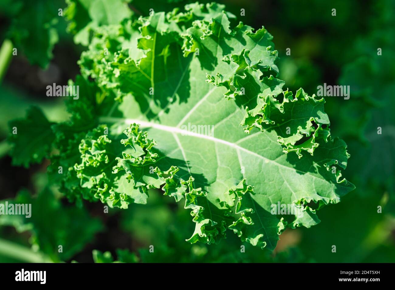 Curly green leaf hi-res stock photography and images - Alamy