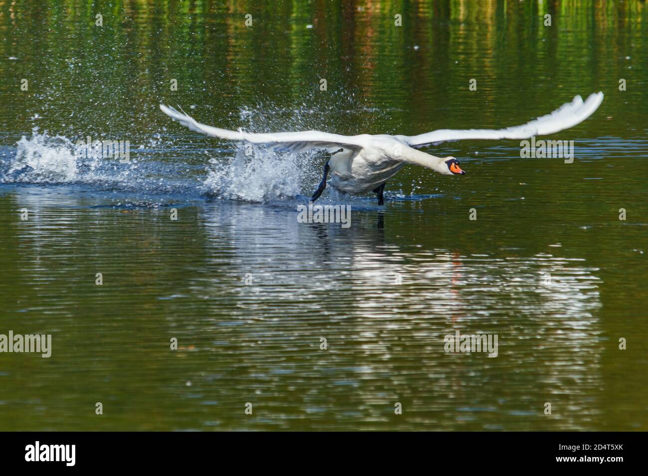 Swan taking off across the lake Stock Photo - Alamy