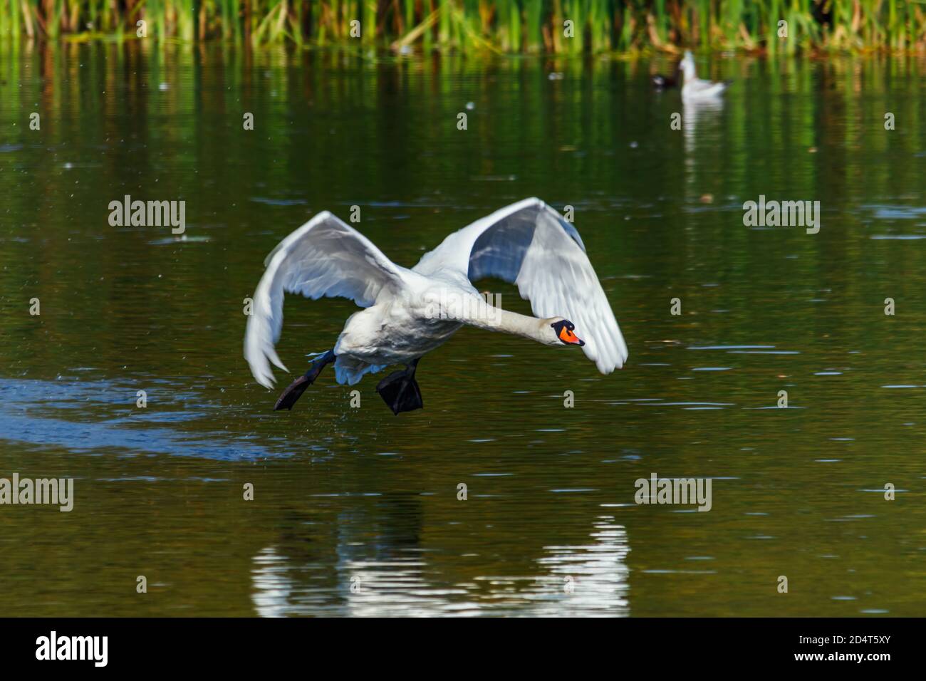 Swan taking off across the lake Stock Photo - Alamy