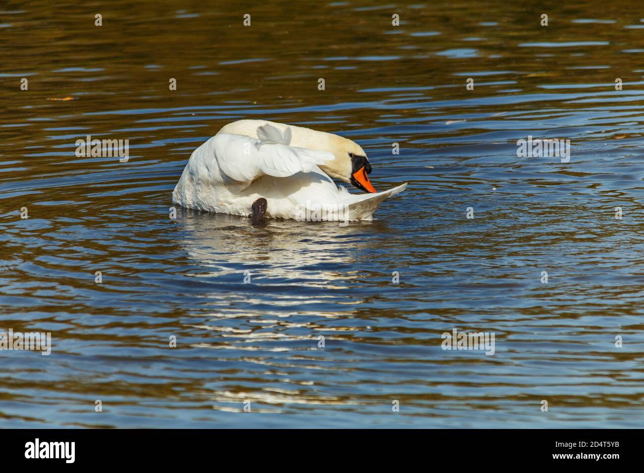 Swan taking off across the lake Stock Photo - Alamy