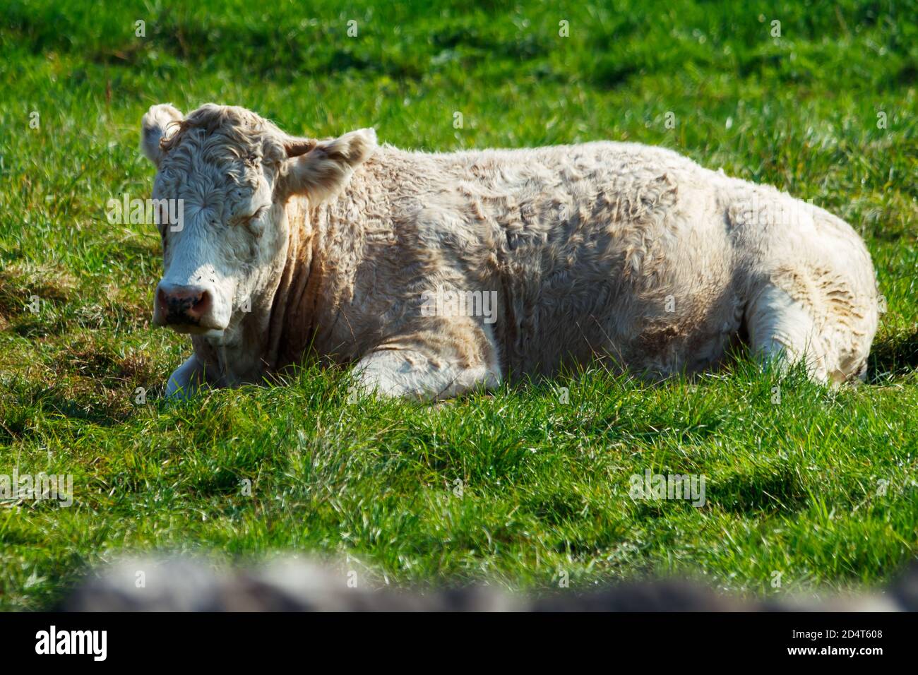 Cow taking it easy Stock Photo - Alamy