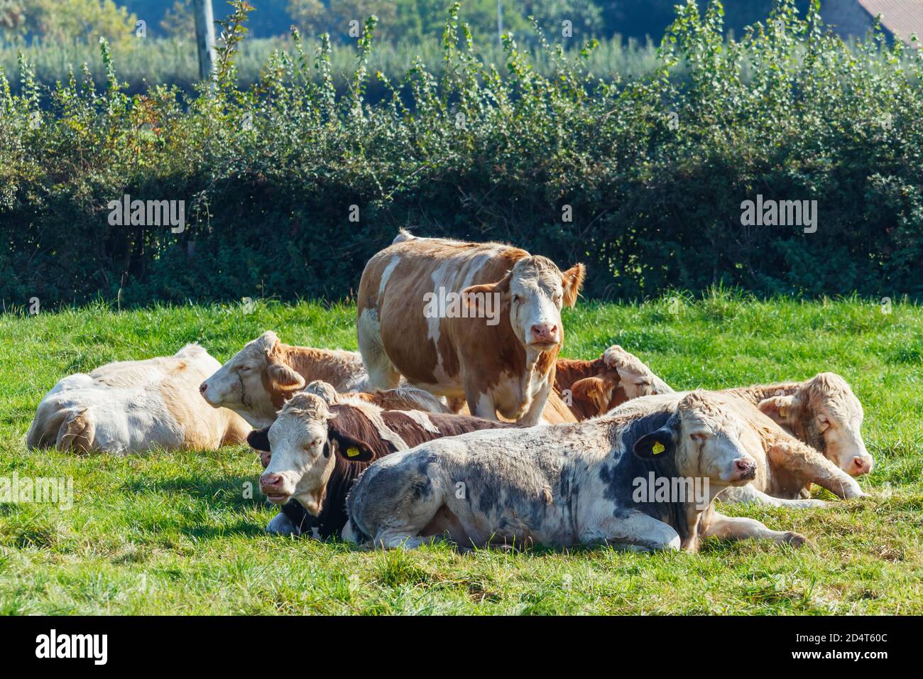 Cow sitting down hi-res stock photography and images - Alamy