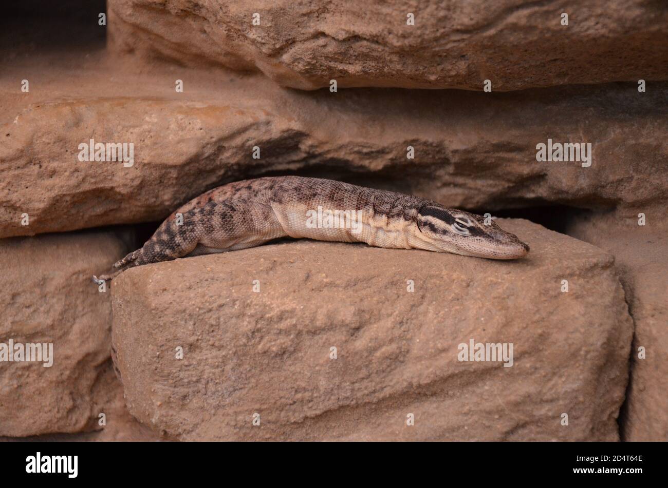 Lizard cave garden hi-res stock photography and images - Alamy