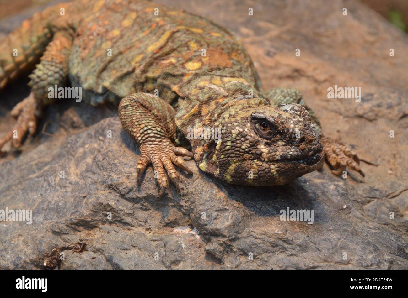 lizard at the zoo, Frankfurt am Main(Germany Stock Photo - Alamy
