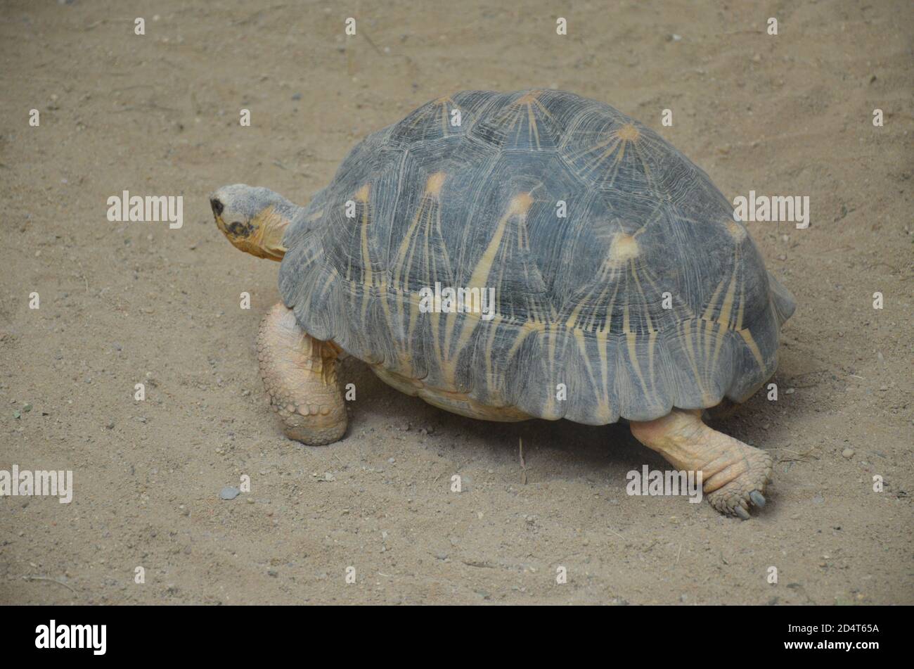 Land Tortoise walking in Sand in Frankfurt zoo Stock Photo - Alamy