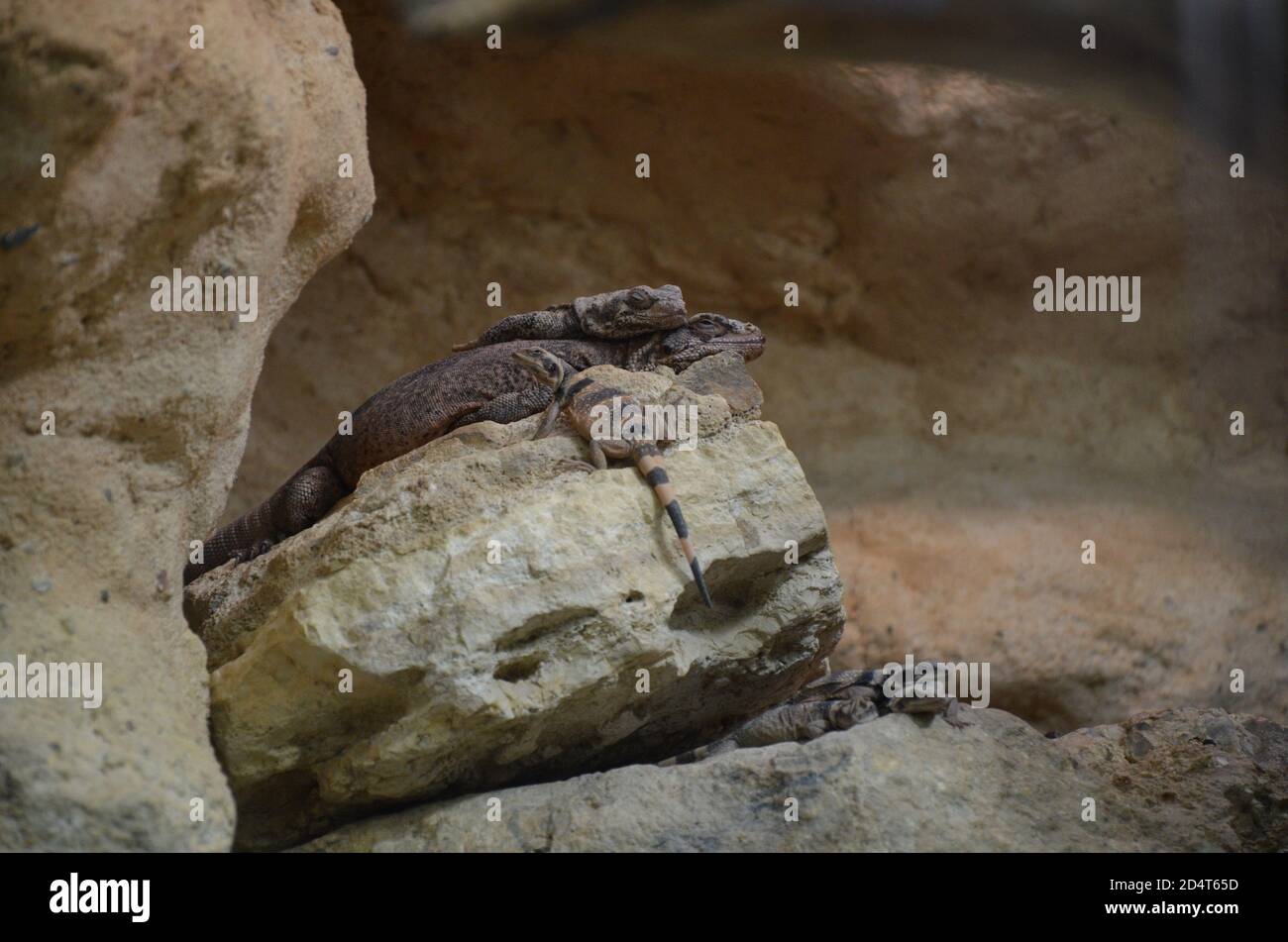 Lizard cave garden hi-res stock photography and images - Alamy