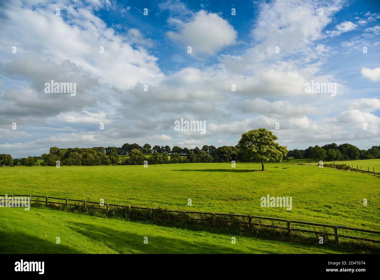 Irish meadow with tree Stock Photo - Alamy