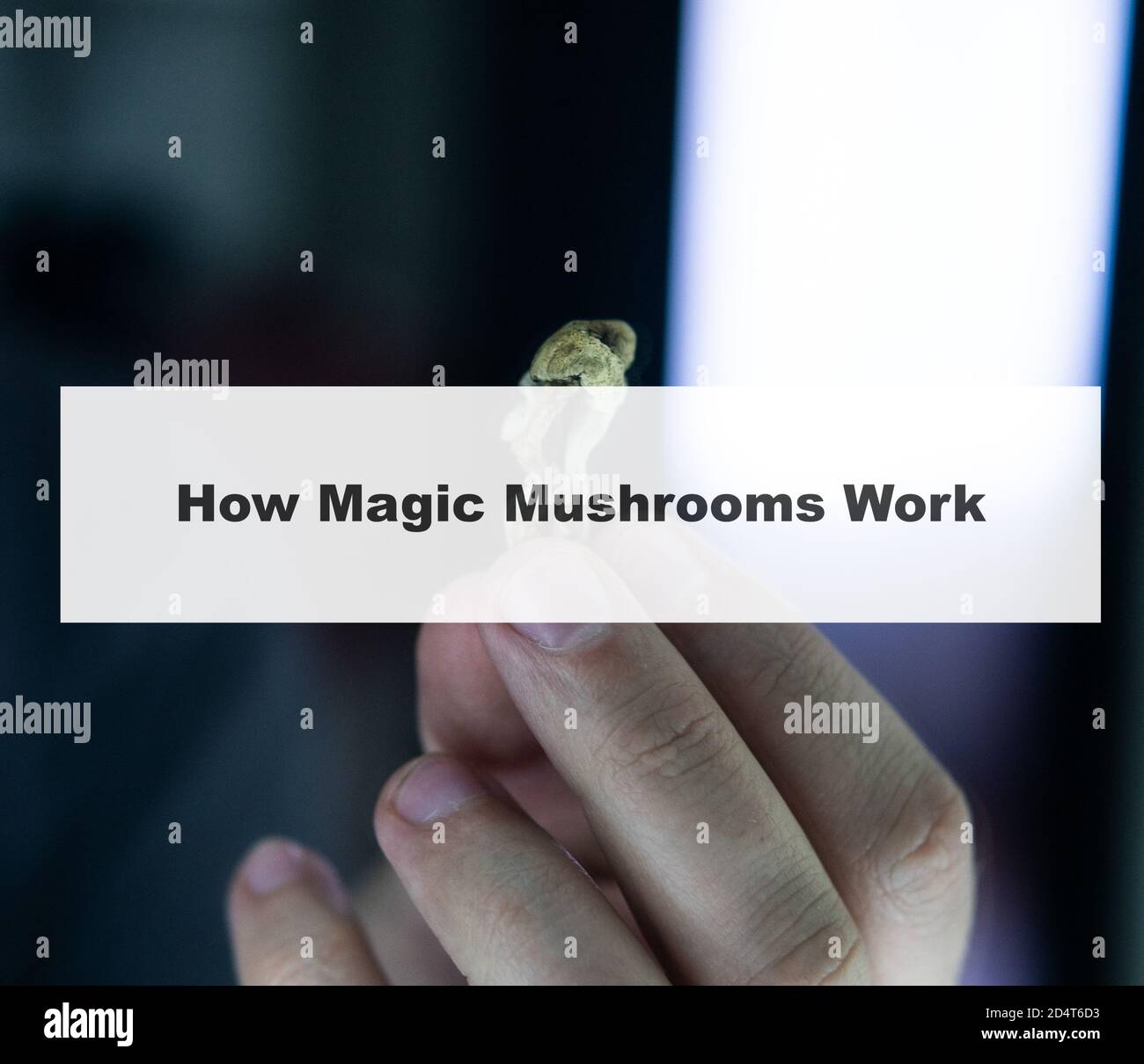 how do magic mushrooms work? the mechanism of psilocybin's action on ...