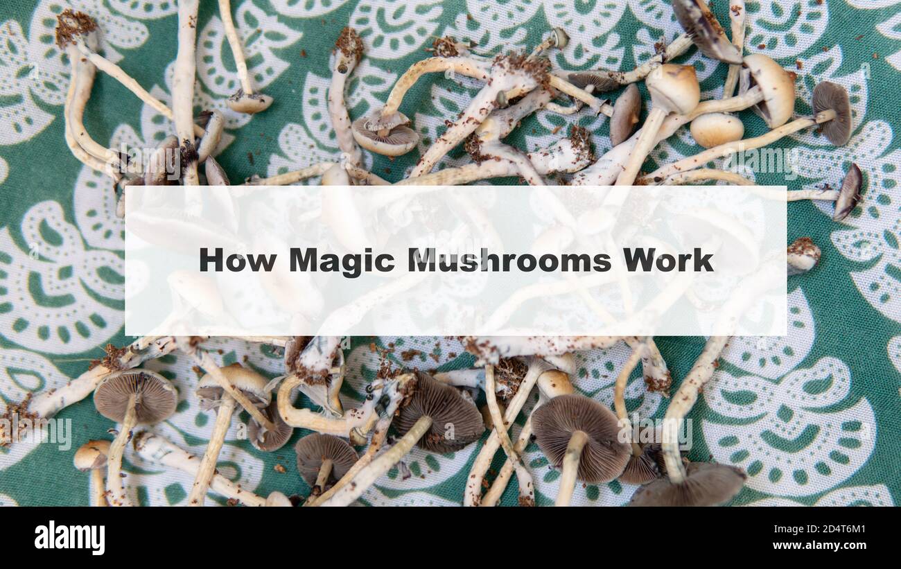 how do magic mushrooms work? the mechanism of psilocybin's action on ...