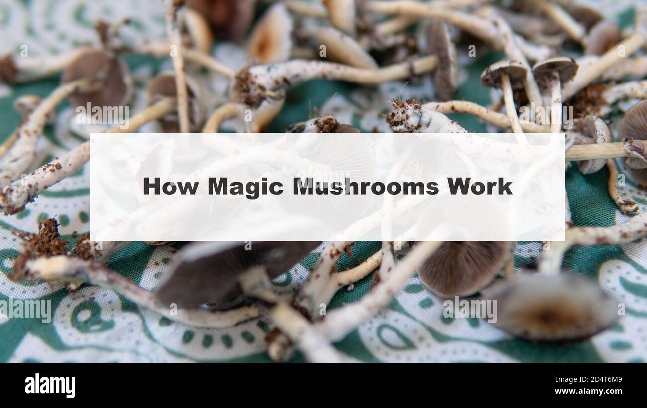 how do magic mushrooms work? the mechanism of psilocybin's action on ...