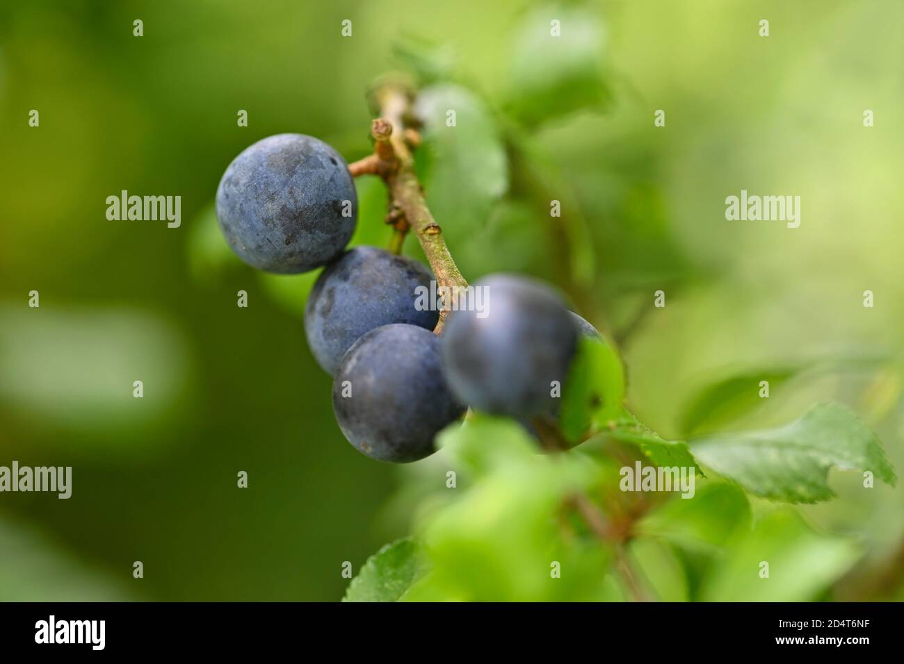 Blackthorn tree. Beautiful and healthy fruits of autumn. (Prunus ...