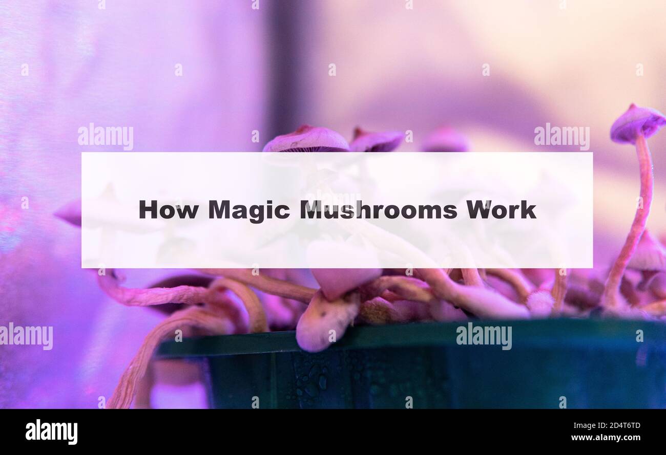 how do magic mushrooms work? the mechanism of psilocybin's action on ...