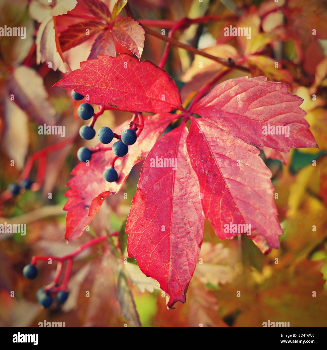Beautiful colorful autumn leaves on tree. Colorful nature background ...