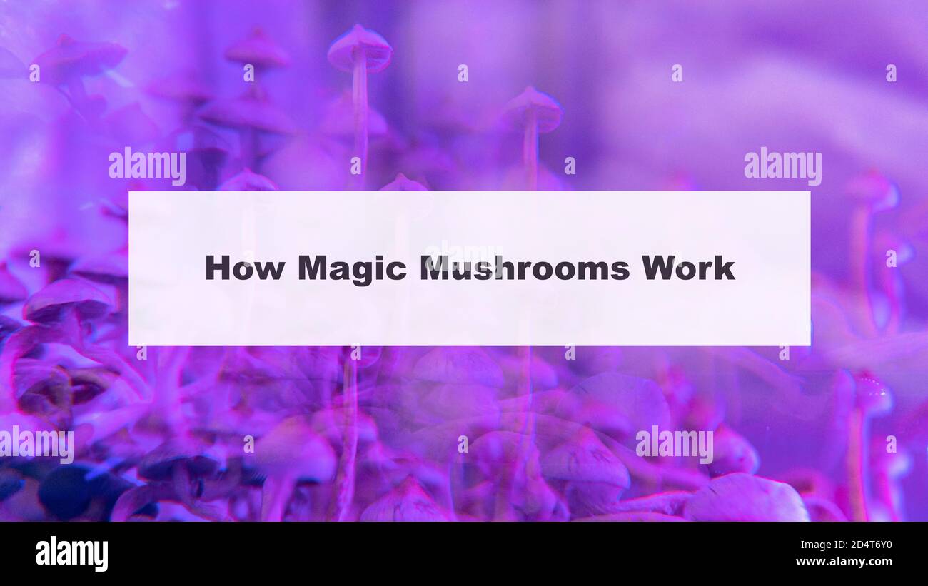 how do magic mushrooms work? the mechanism of psilocybin's action on ...