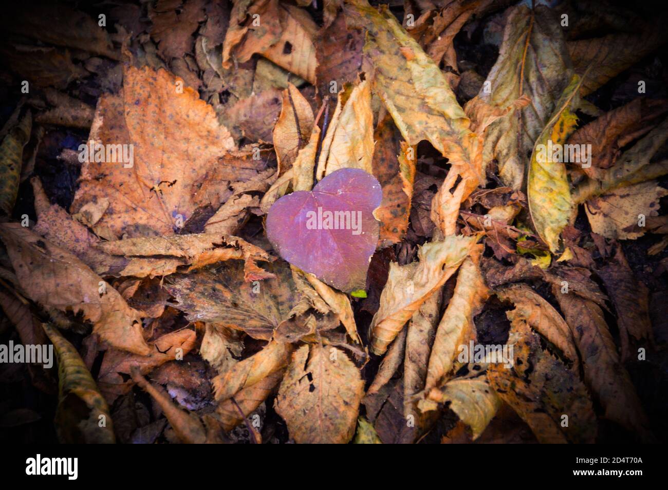 Rotten heart hi-res stock photography and images - Alamy