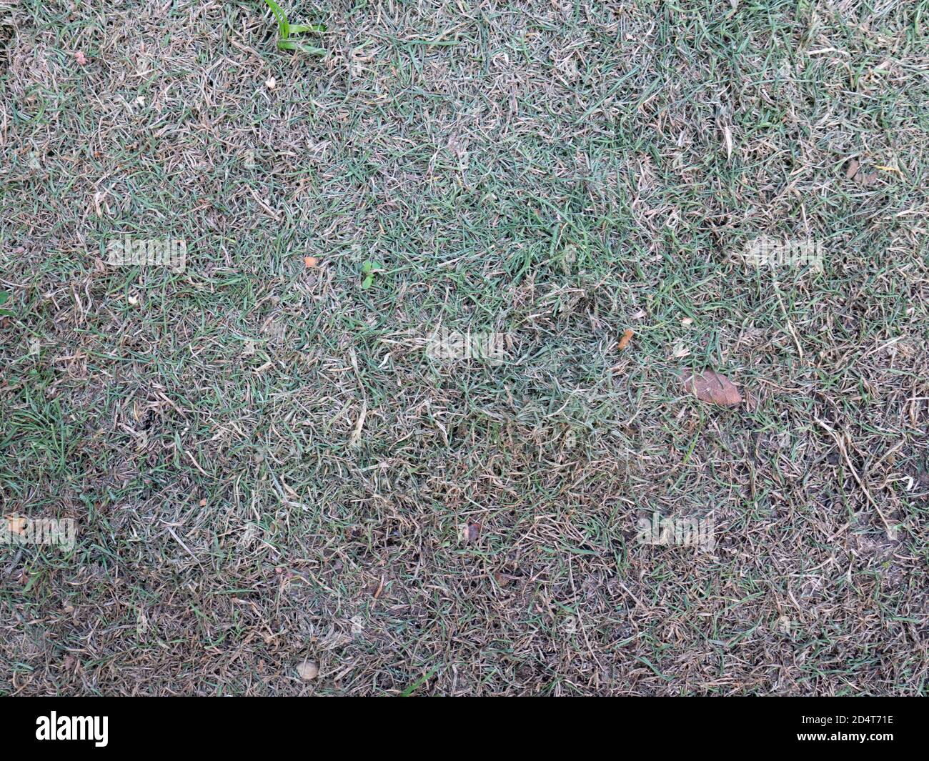 Sun burnt grass. Stalks of dry grass in extreme hot summer. Dryness ...