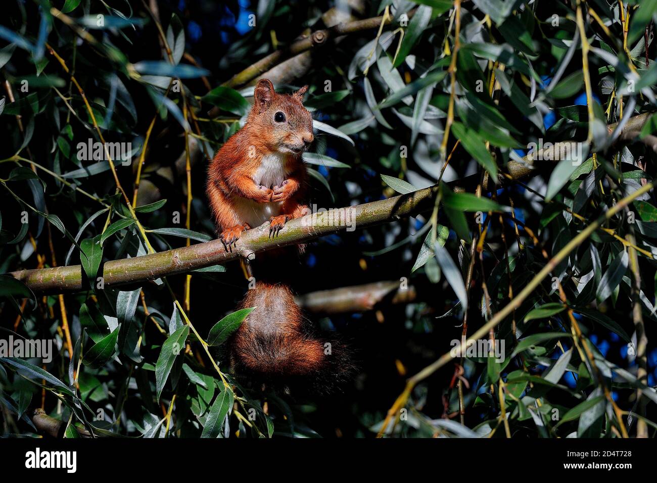 Squirrel is enjoying of morning sunshine Stock Photo - Alamy