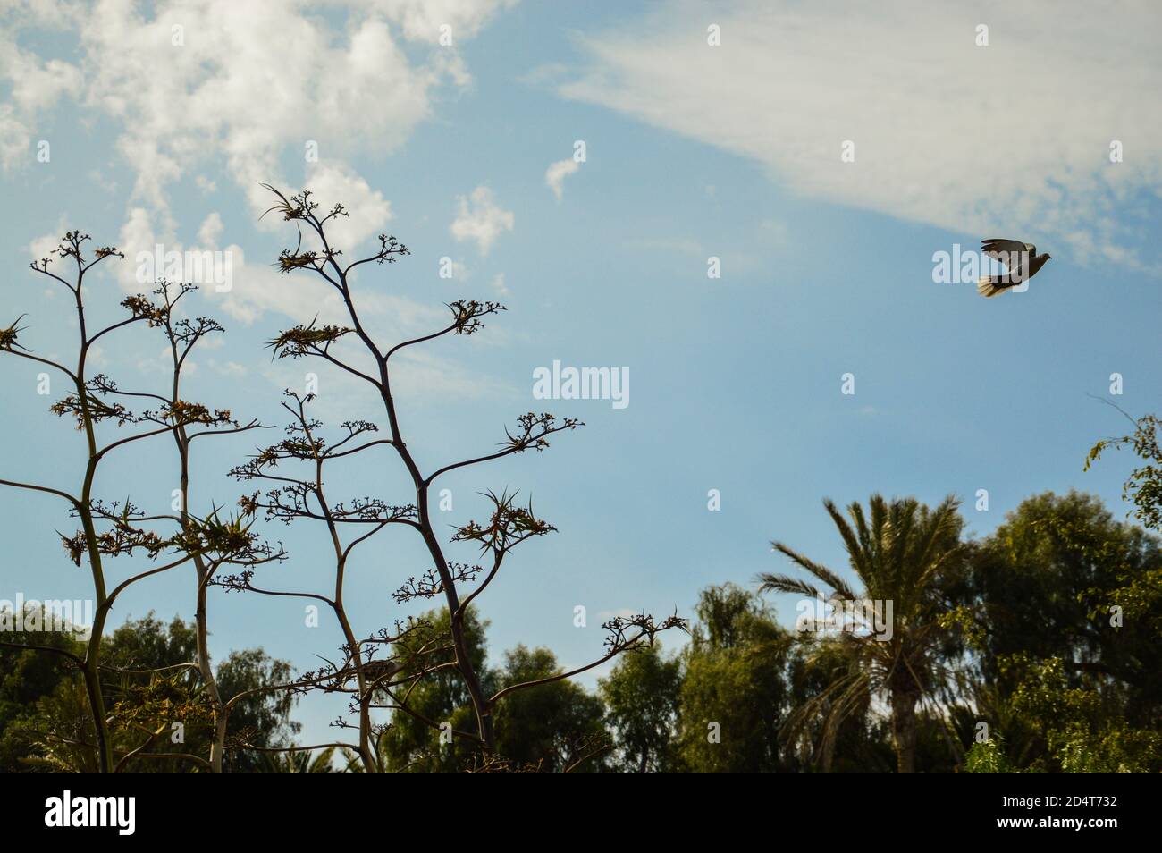Trees and dove in flight Stock Photo - Alamy