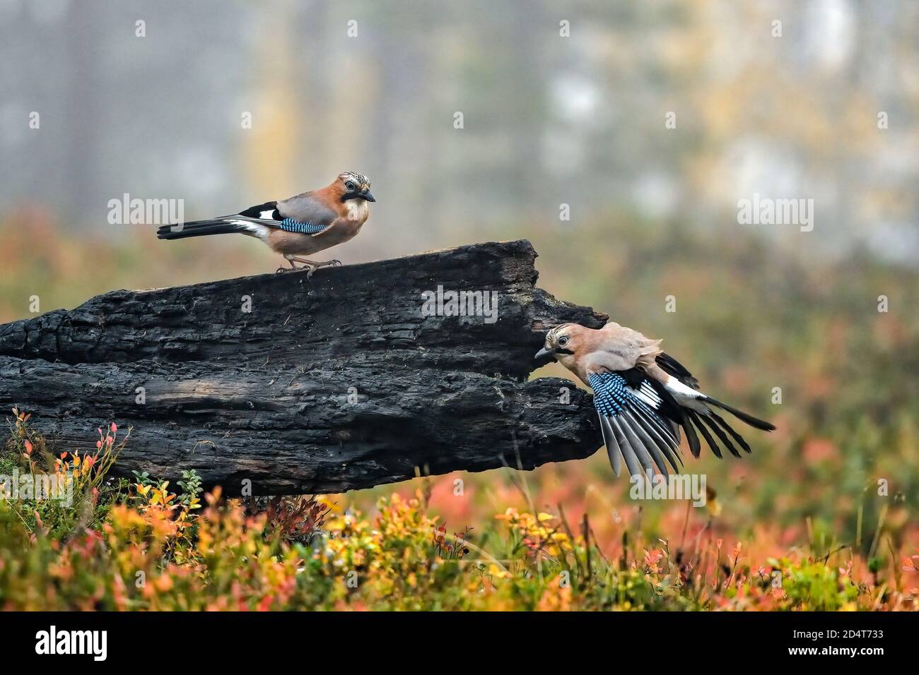 Jay finch hi-res stock photography and images - Alamy