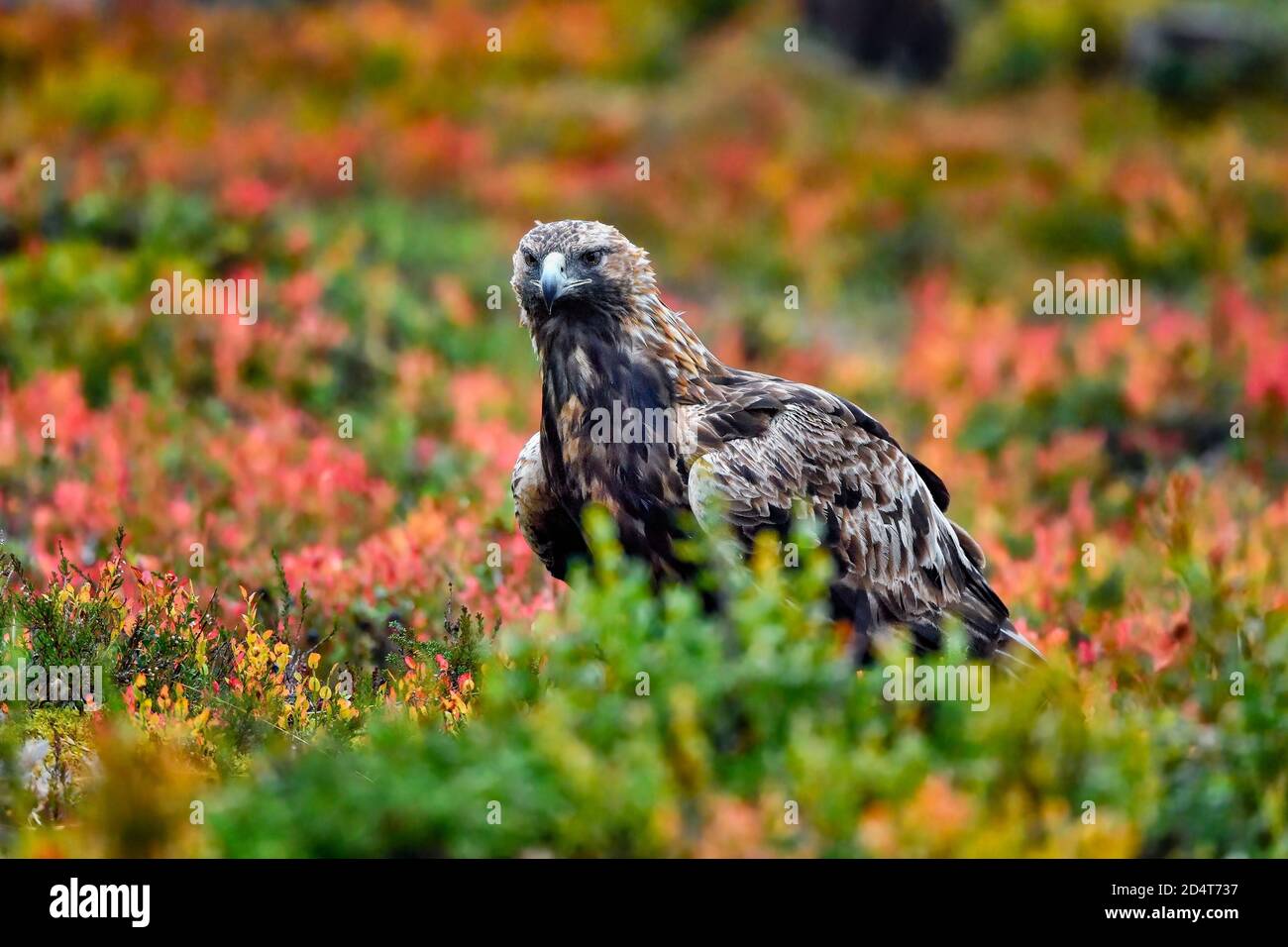Golden eagle in the boreal forest against blueberry autumn colors Stock ...