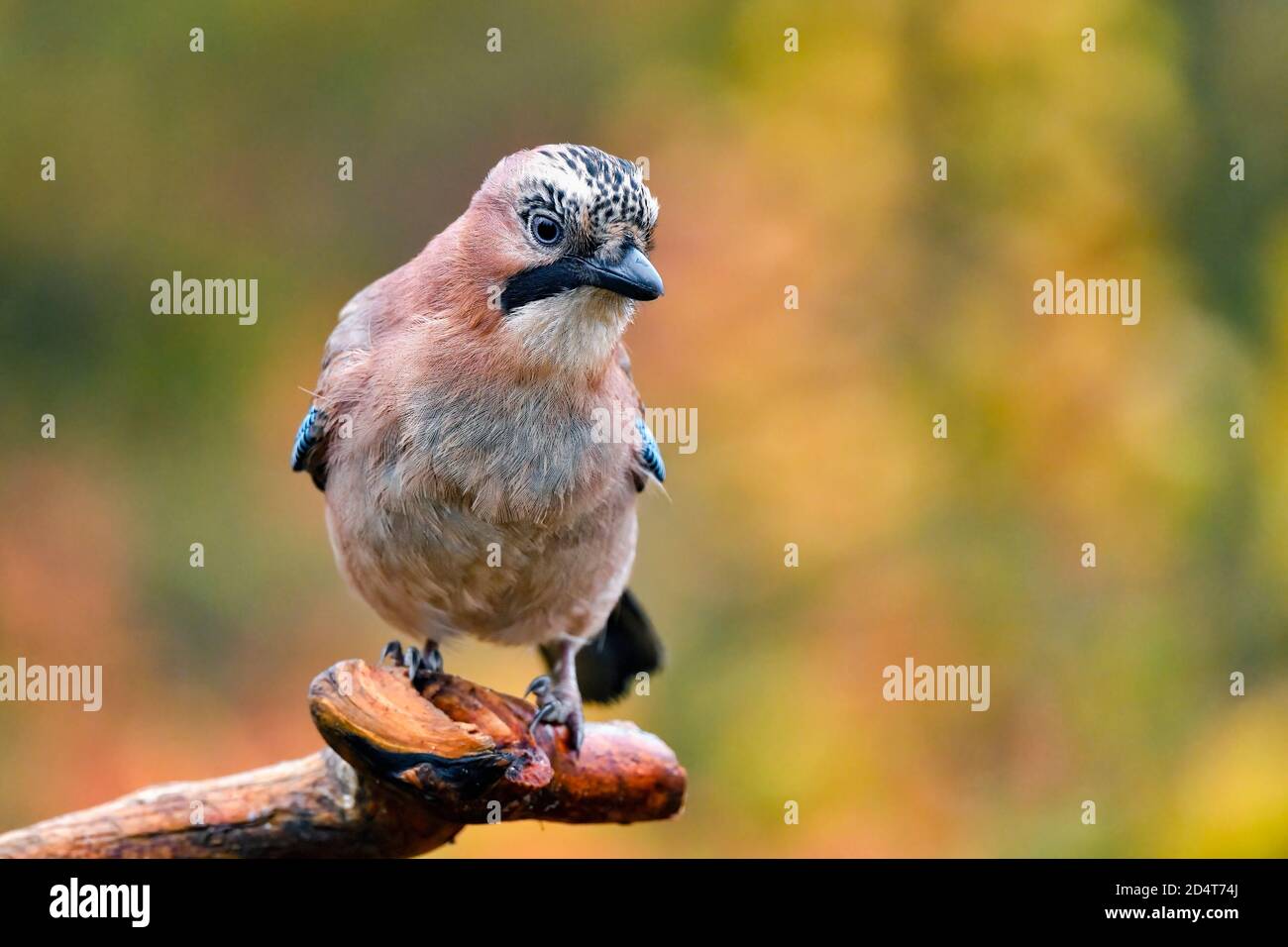 Jay hi-res stock photography and images - Alamy