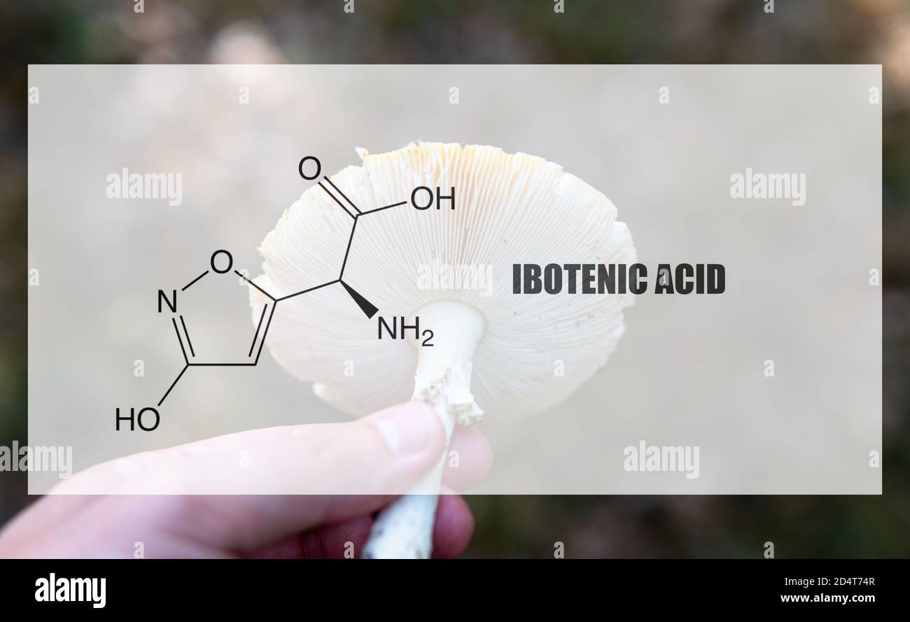 ibotenic acid as one of the psychedelic ingredients in the fly agaric ...