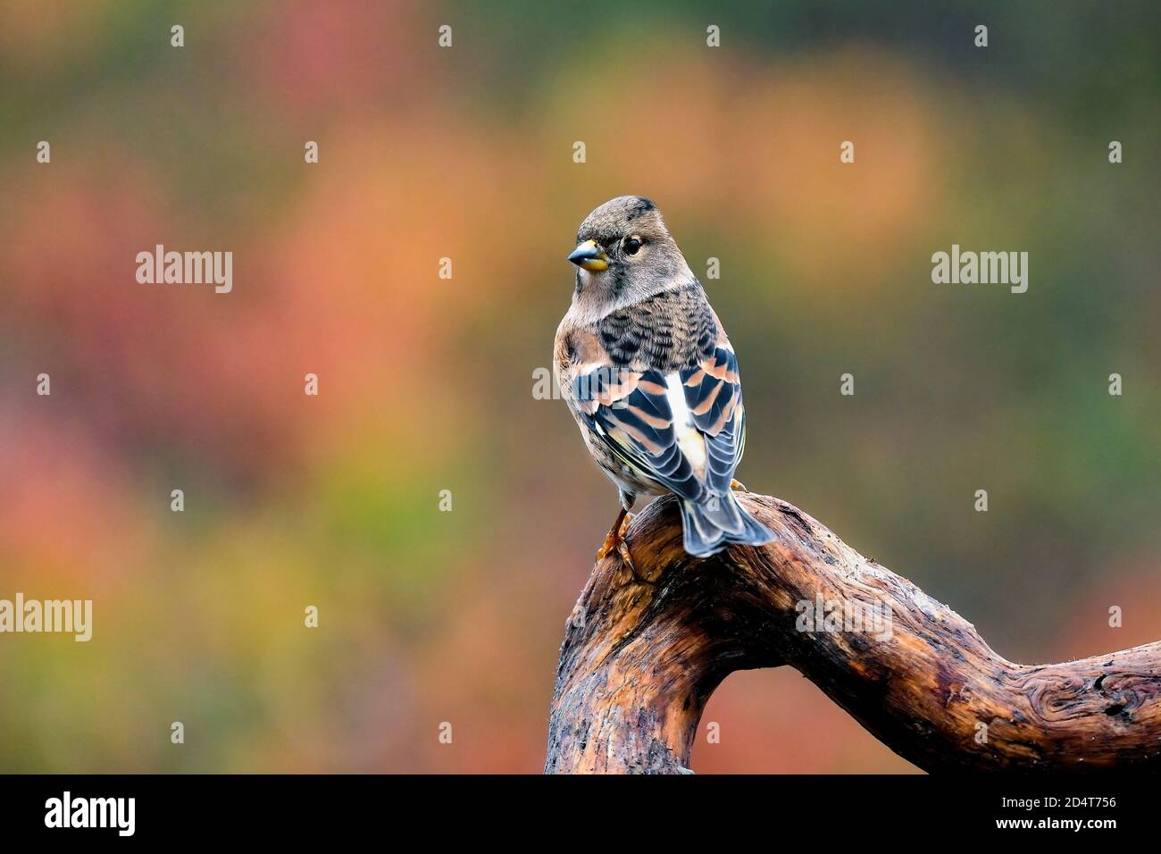 Colorful passerine bird hi-res stock photography and images - Alamy