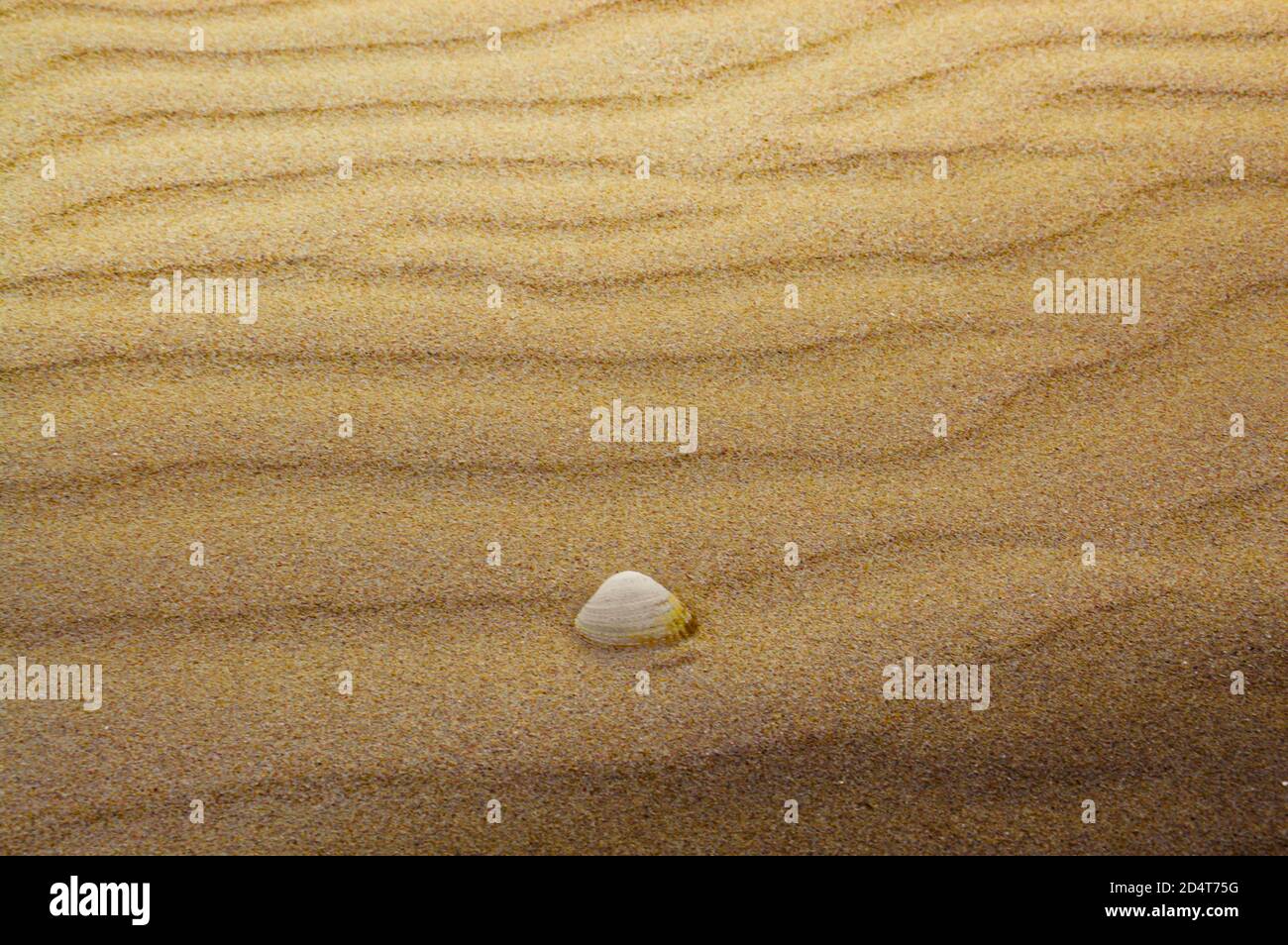 Beach sand shells hi-res stock photography and images - Alamy