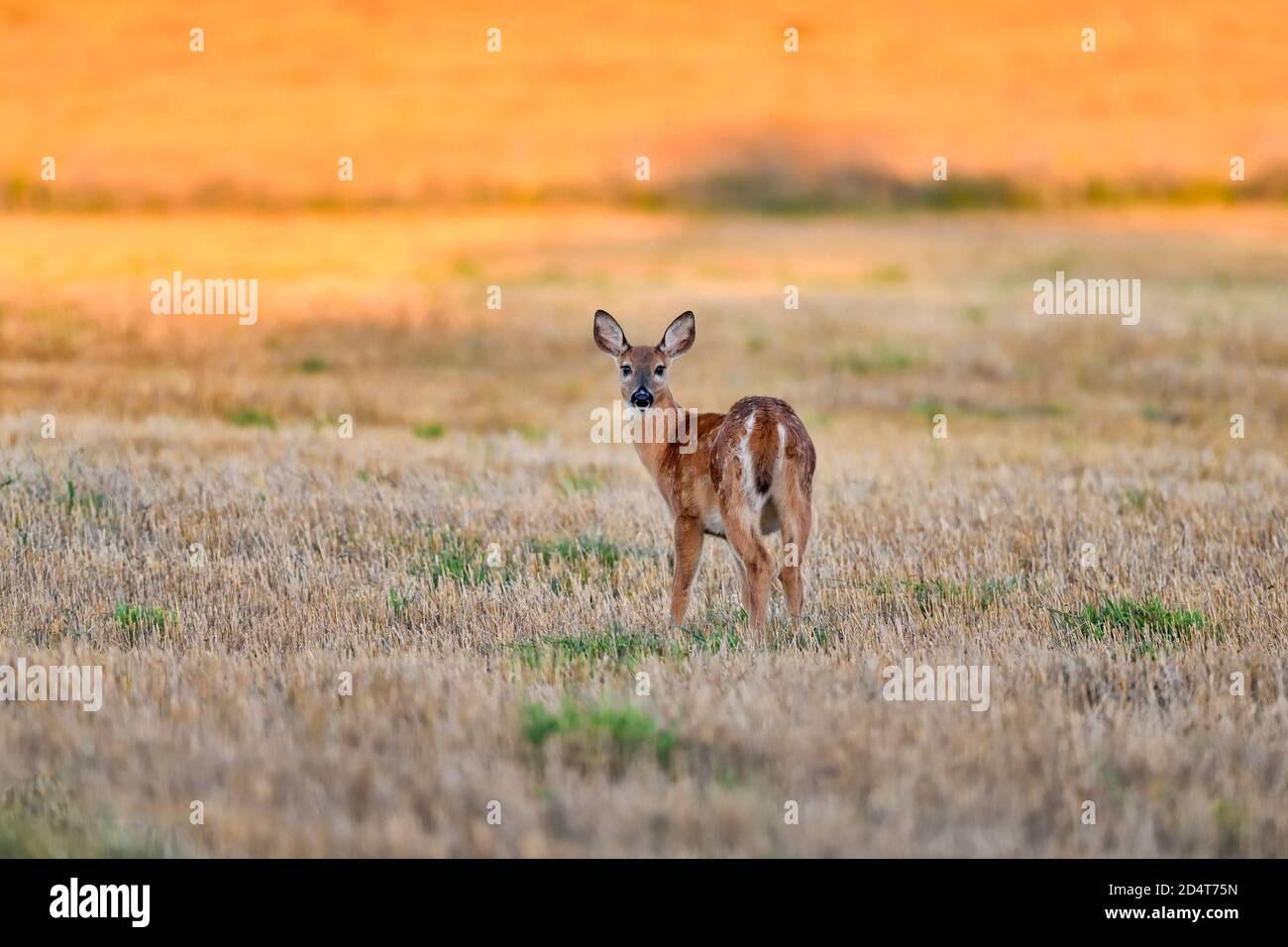 Running deer hi-res stock photography and images - Alamy