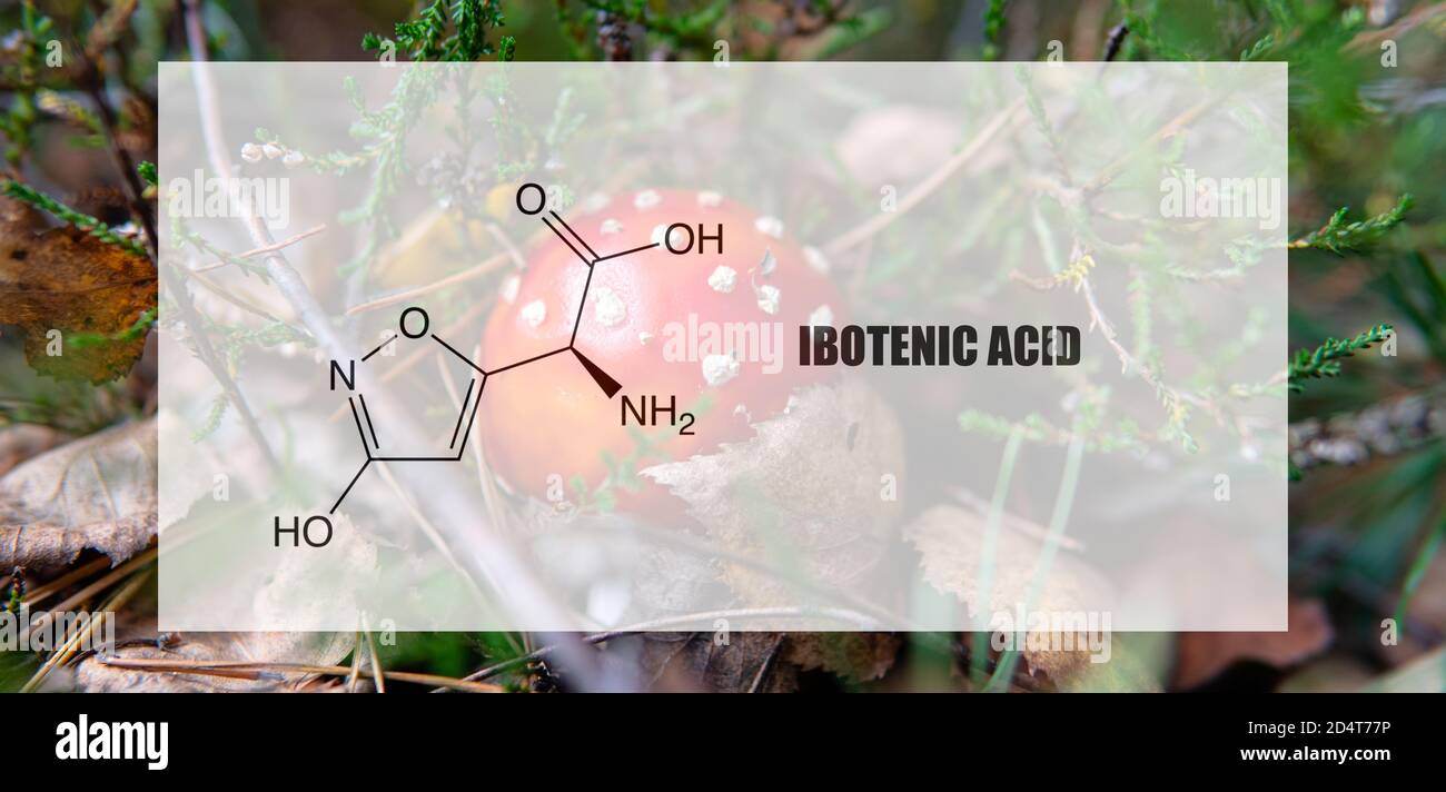ibotenic acid as one of the psychedelic ingredients in the fly agaric ...