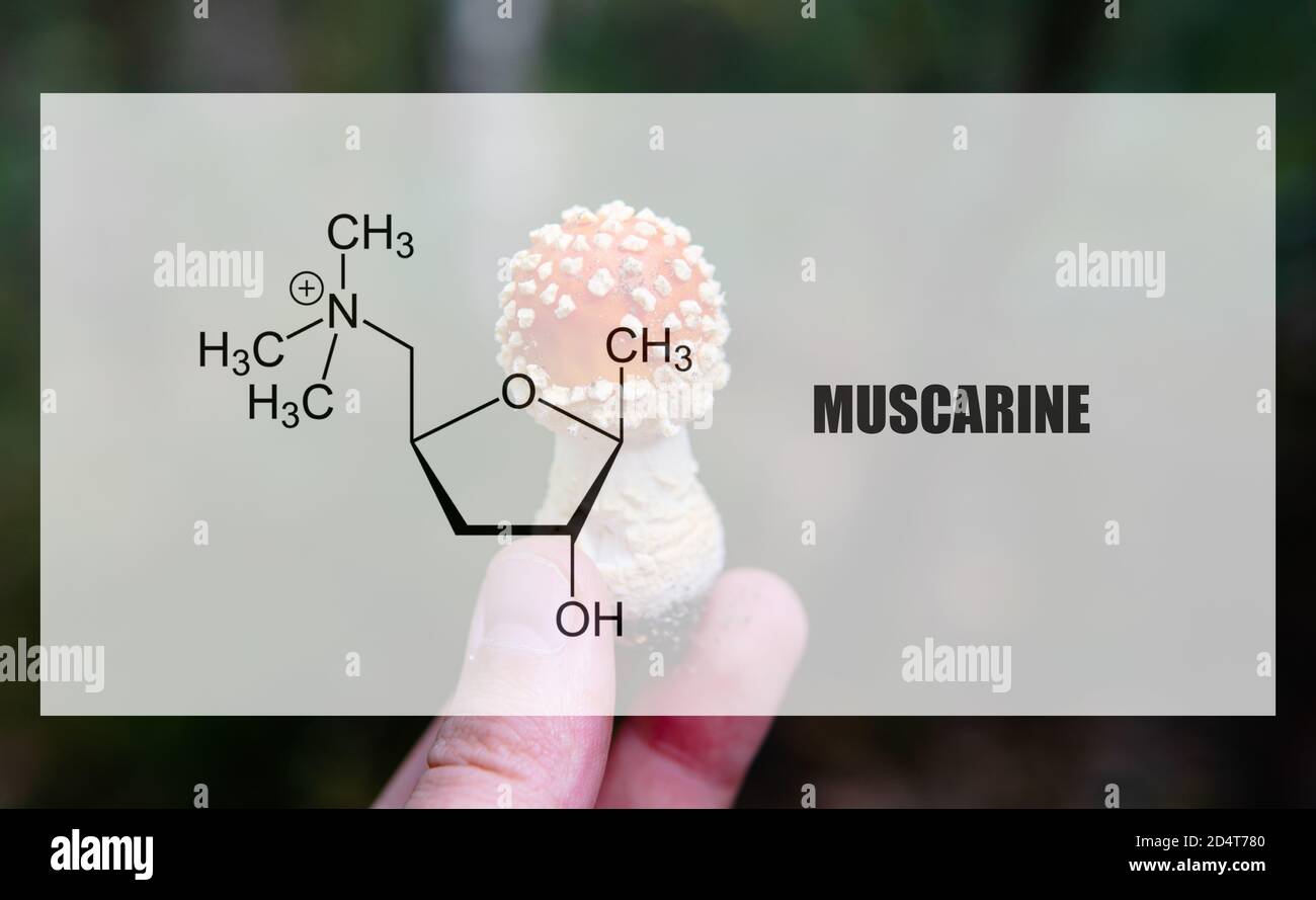 muscarine as one of the psychedelic ingredients in the fly agaric ...