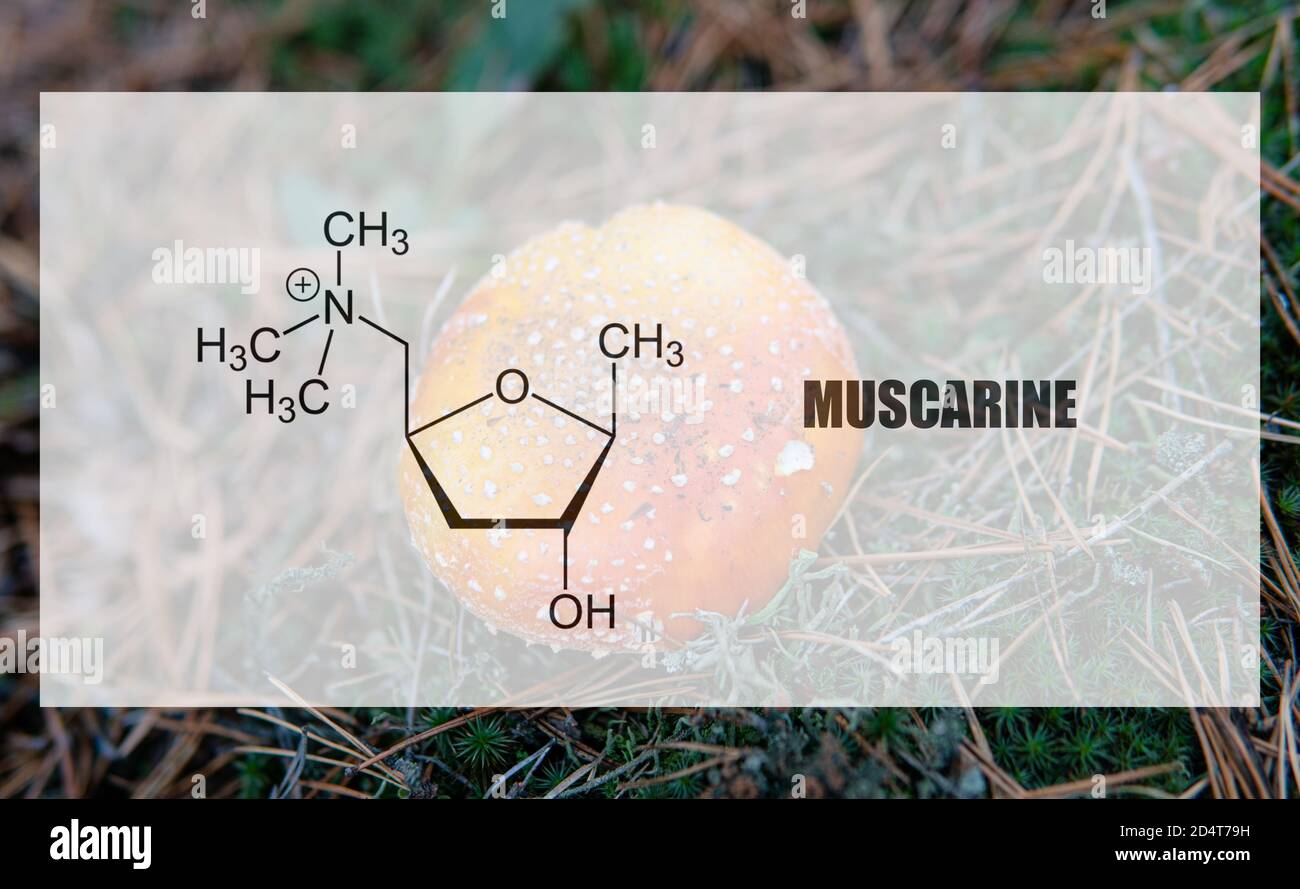 muscarine as one of the psychedelic ingredients in the fly agaric ...