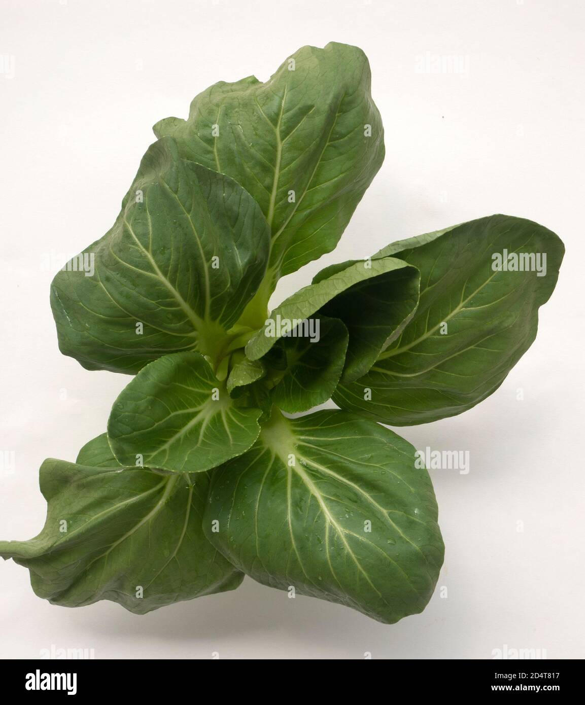 Still Life of Pok Choi Stock Photo - Alamy