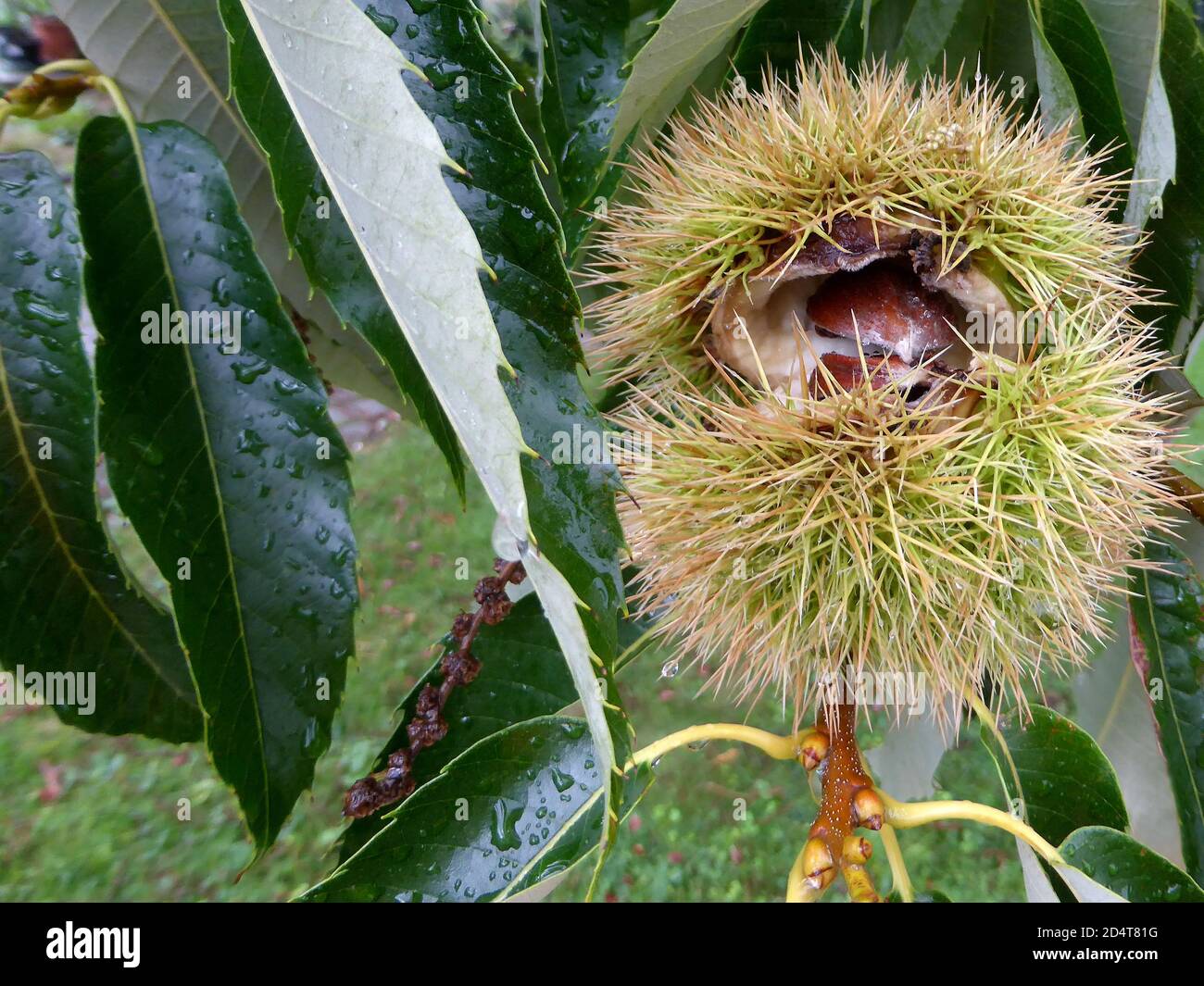 sweet chestnut, tree with fruits Stock Photo - Alamy