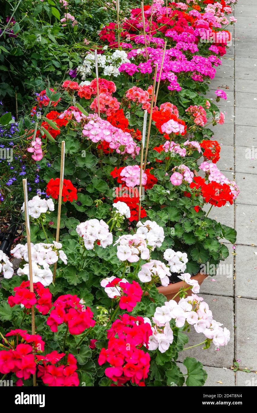 Red Geraniums Flower Bed