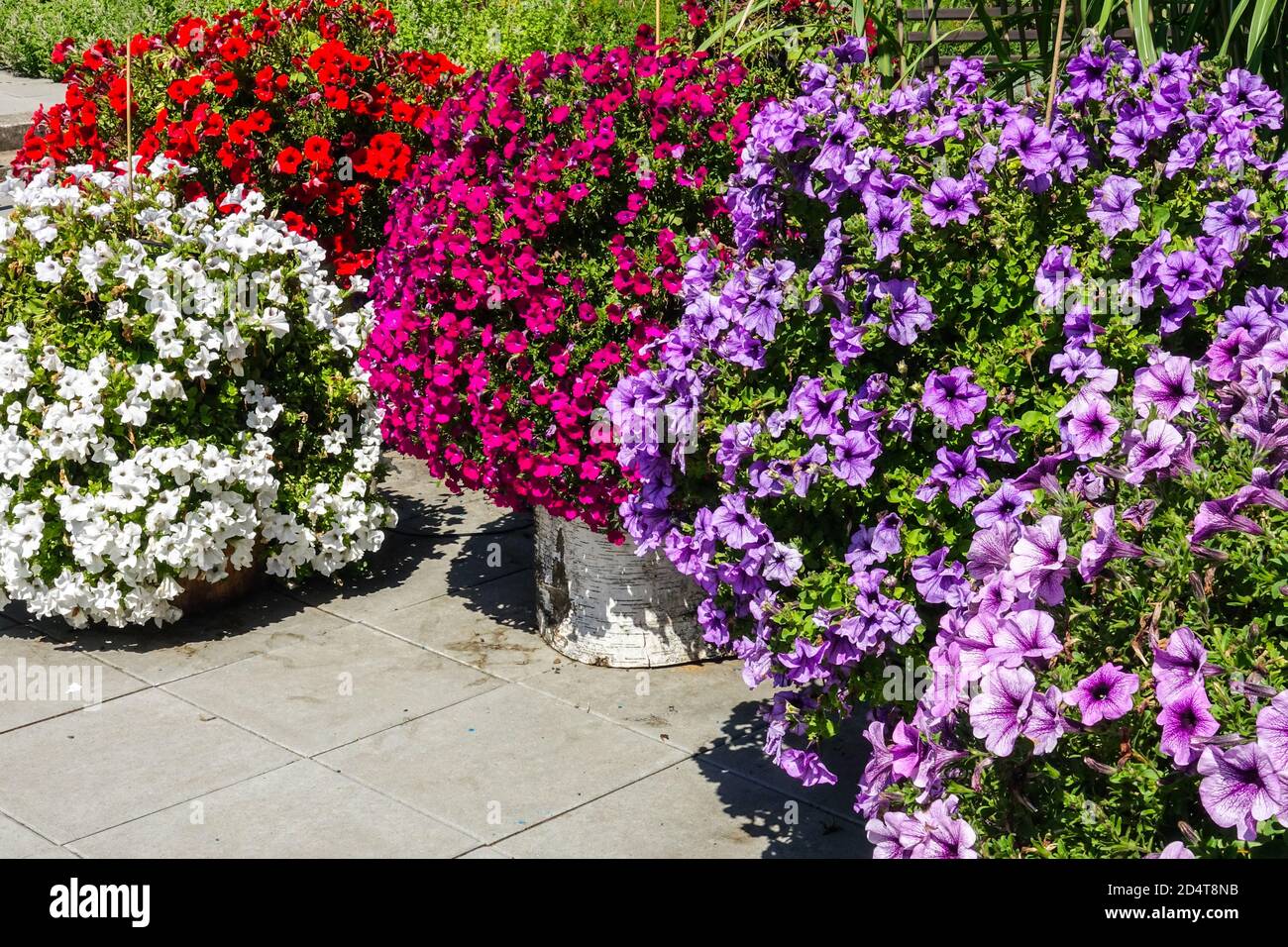 Garden pots flowers Petunias Stock Photo - Alamy Garden pots flowers Petunias Stock Photo - Alamy