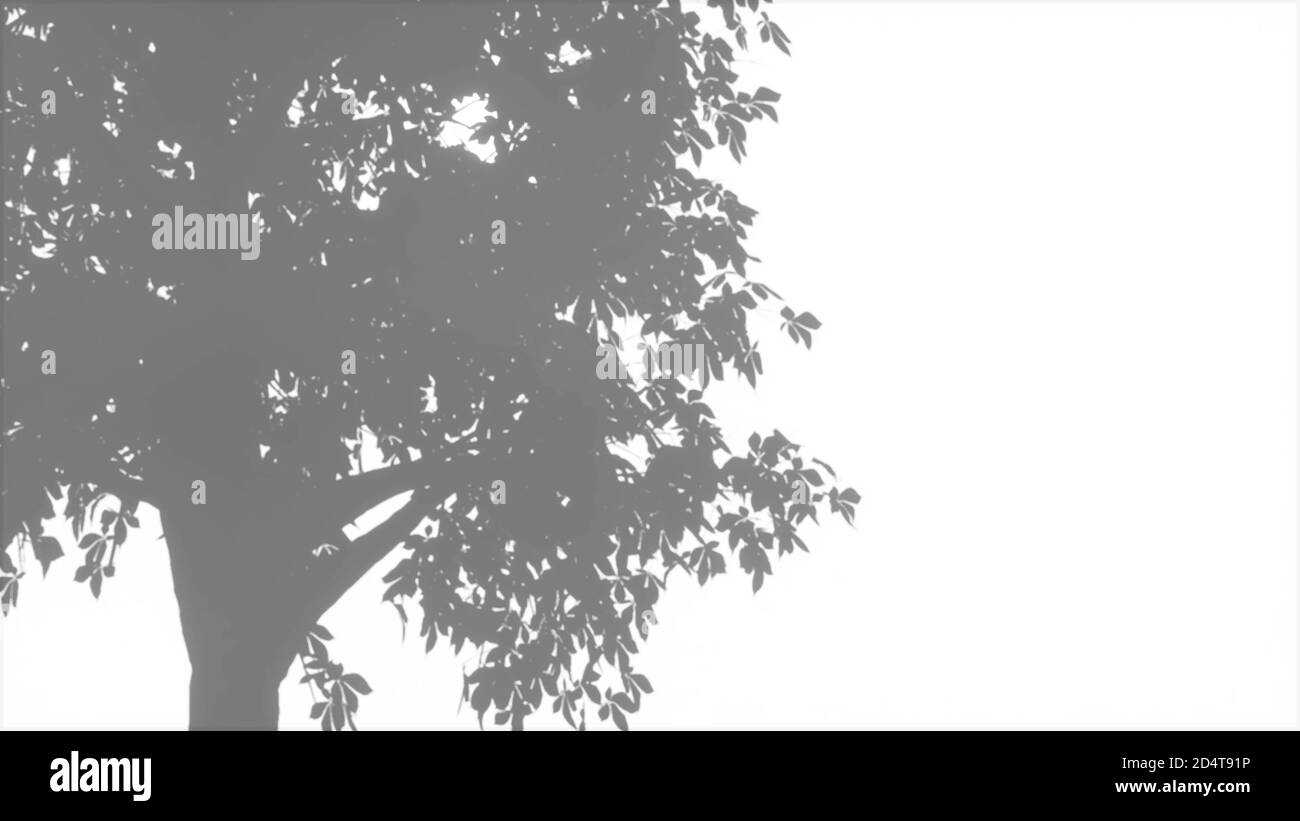 Plants and tree leaves on a white clean wall Shadow overlay effect 3d ... Plants and tree leaves on a white clean wall Shadow overlay effect 3d ...