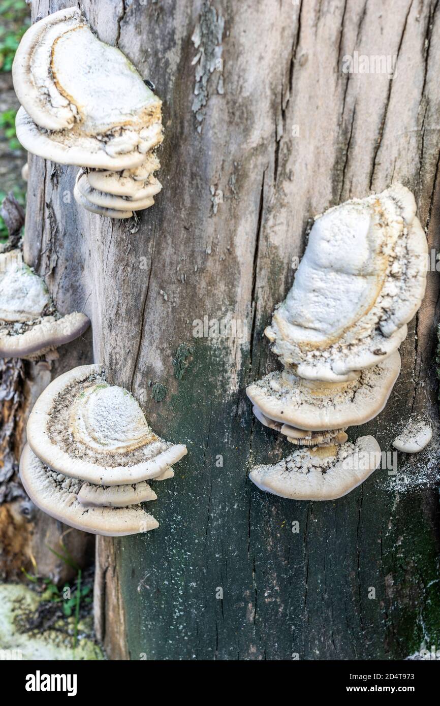 tinder fungi growing on the trunk of an old dry tree Stock Photo - Alamy