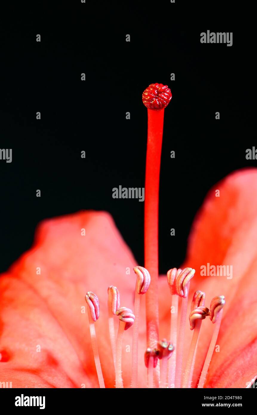 Macro photograph of a rhododendron flower (Rhododendron Halfdan Lem ...