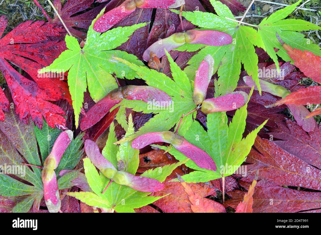 Still life formed by leaves and fruits of different maples with red and ...