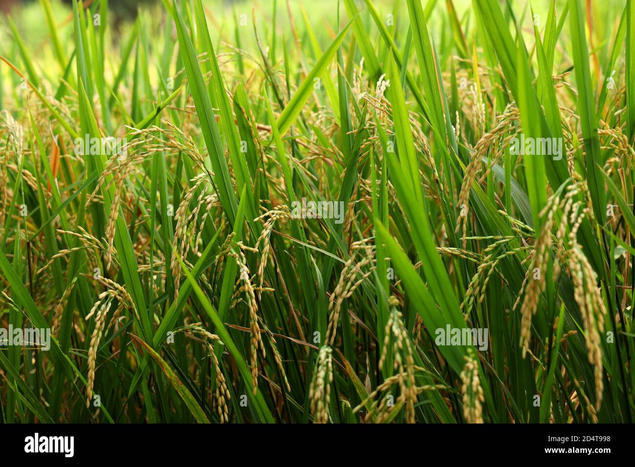 The rice whole grain Stock Photo - Alamy
