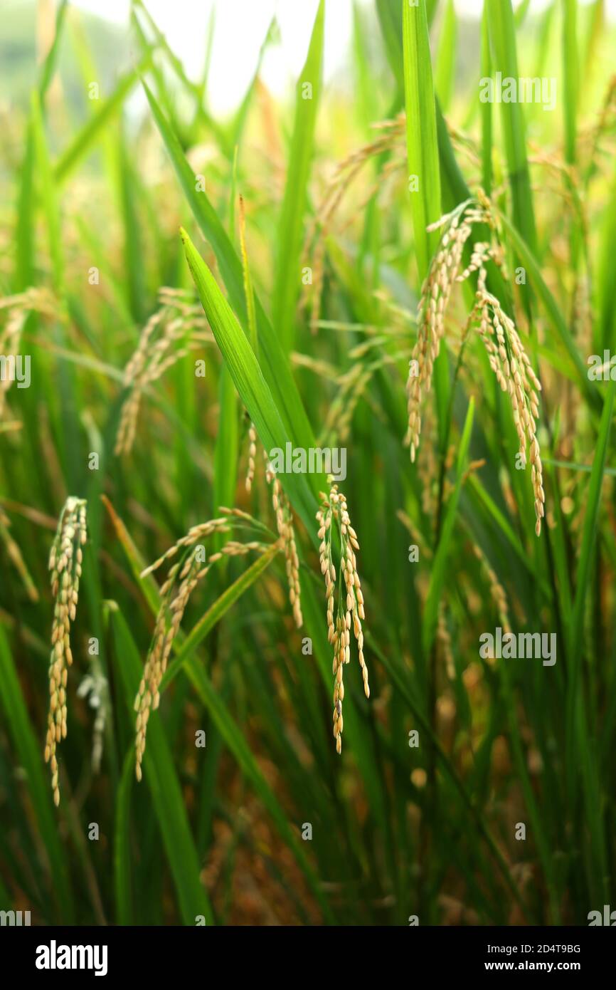 The rice whole grain Stock Photo - Alamy