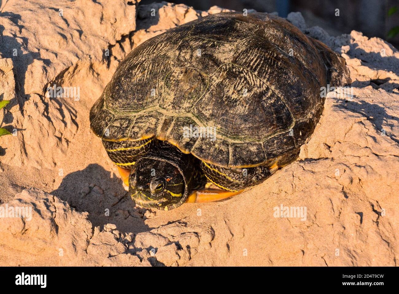 Trachemys Scripta Elegans Tortoise Stock Photo - Alamy