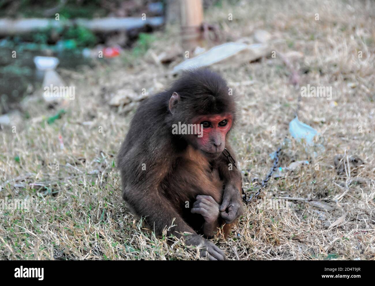 Monkey hand grab hi-res stock photography and images - Alamy