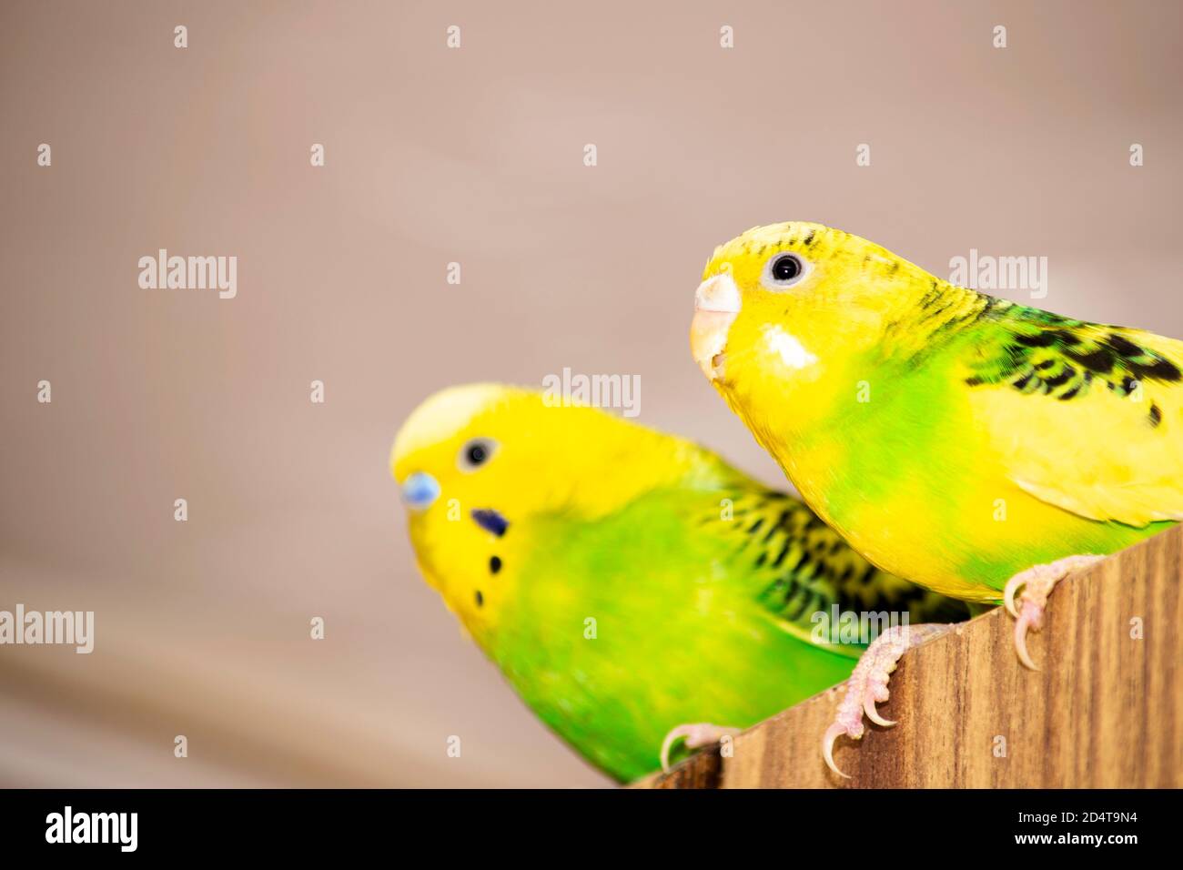 two yellow-green wavy parrots are sitting on the closet Stock Photo - Alamy